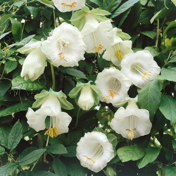 Cobaea Scandens White Vine Flower Seeds - 200 Seeds - Walmart.com