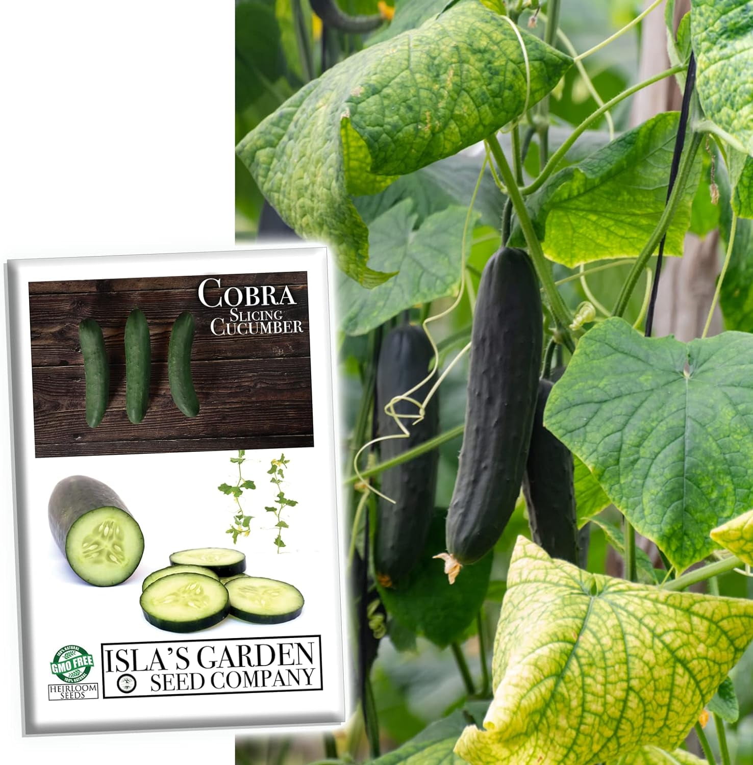 Cobra Cucumber Seeds, 25 Seeds Per Packet, Non GMO Seeds, Botanical ...