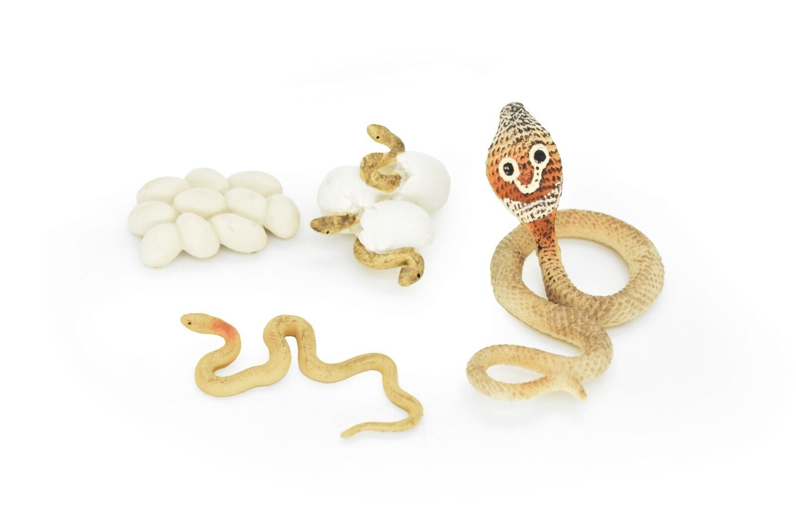 Cobra, Learn the Cobra Life Cycle, Very Nice Plastic Figure, Model ...