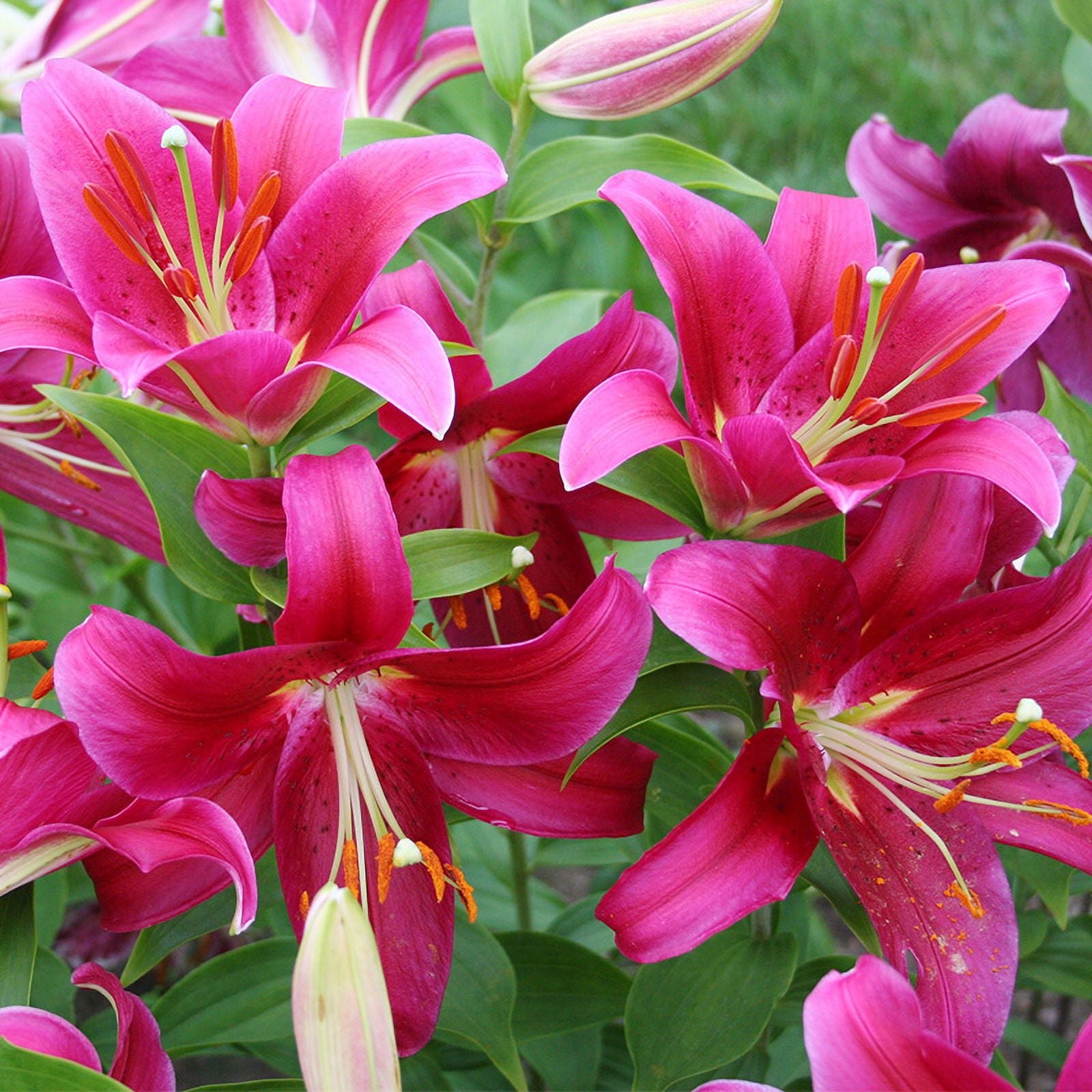 Cobra Oriental Lily Flower Bulb Jumbo Pack - 10 Lilies Bulbs ...