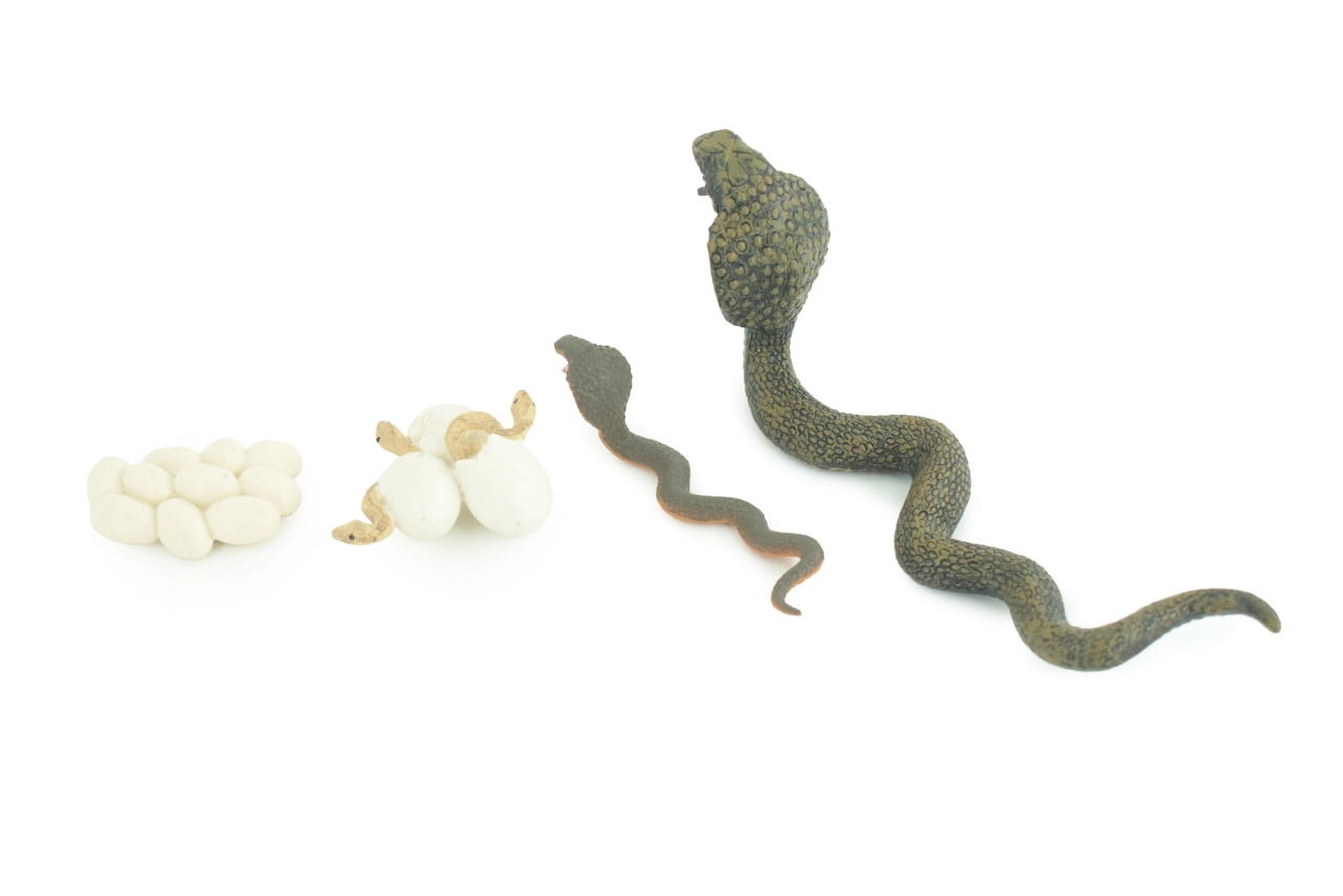 Cobra Snake Life Cycle, 4 Piece Set, Hand Painted, Educational, High ...