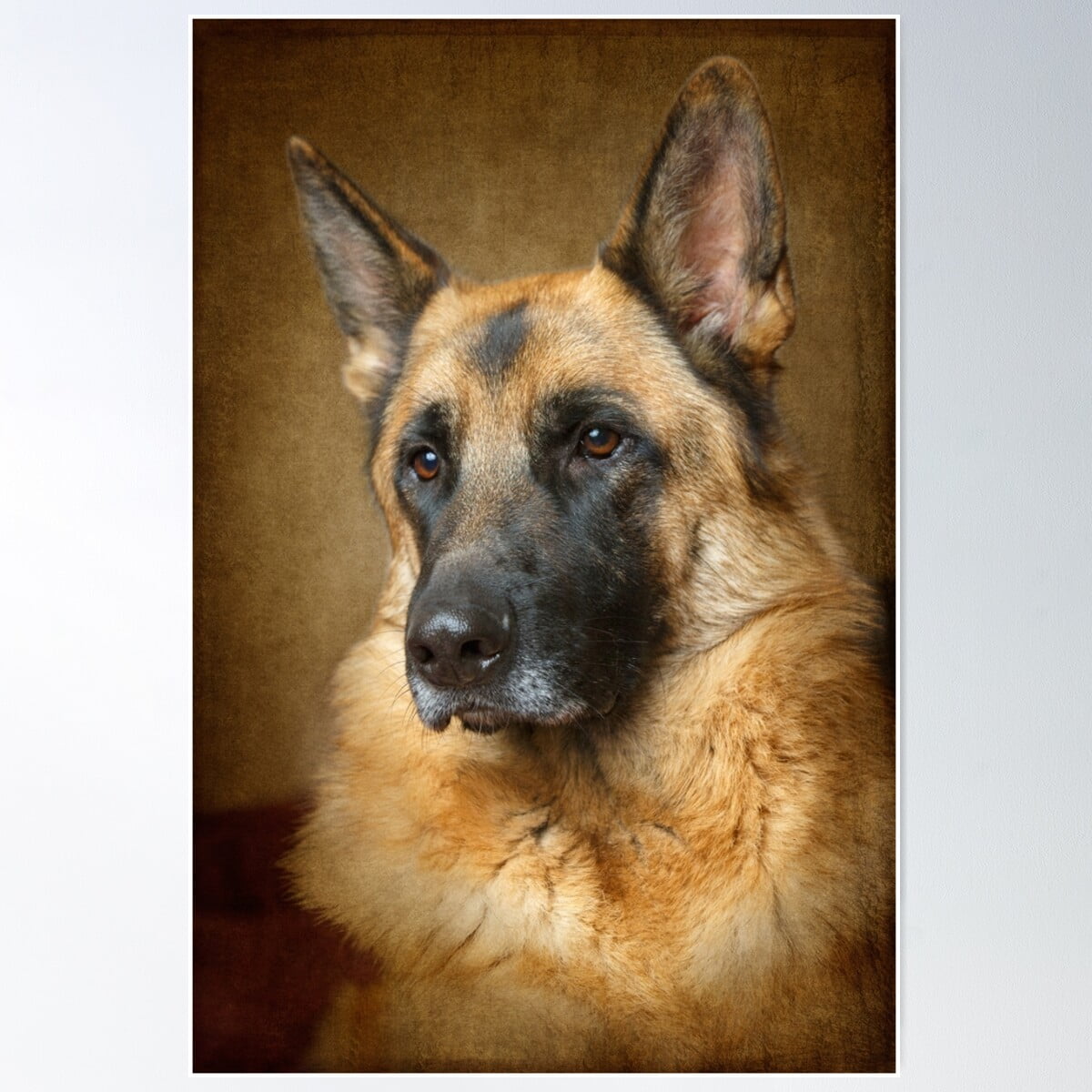 Coby, German Shepherd Dog #17 Poster, 24x36 UNFRAMED - Walmart.com