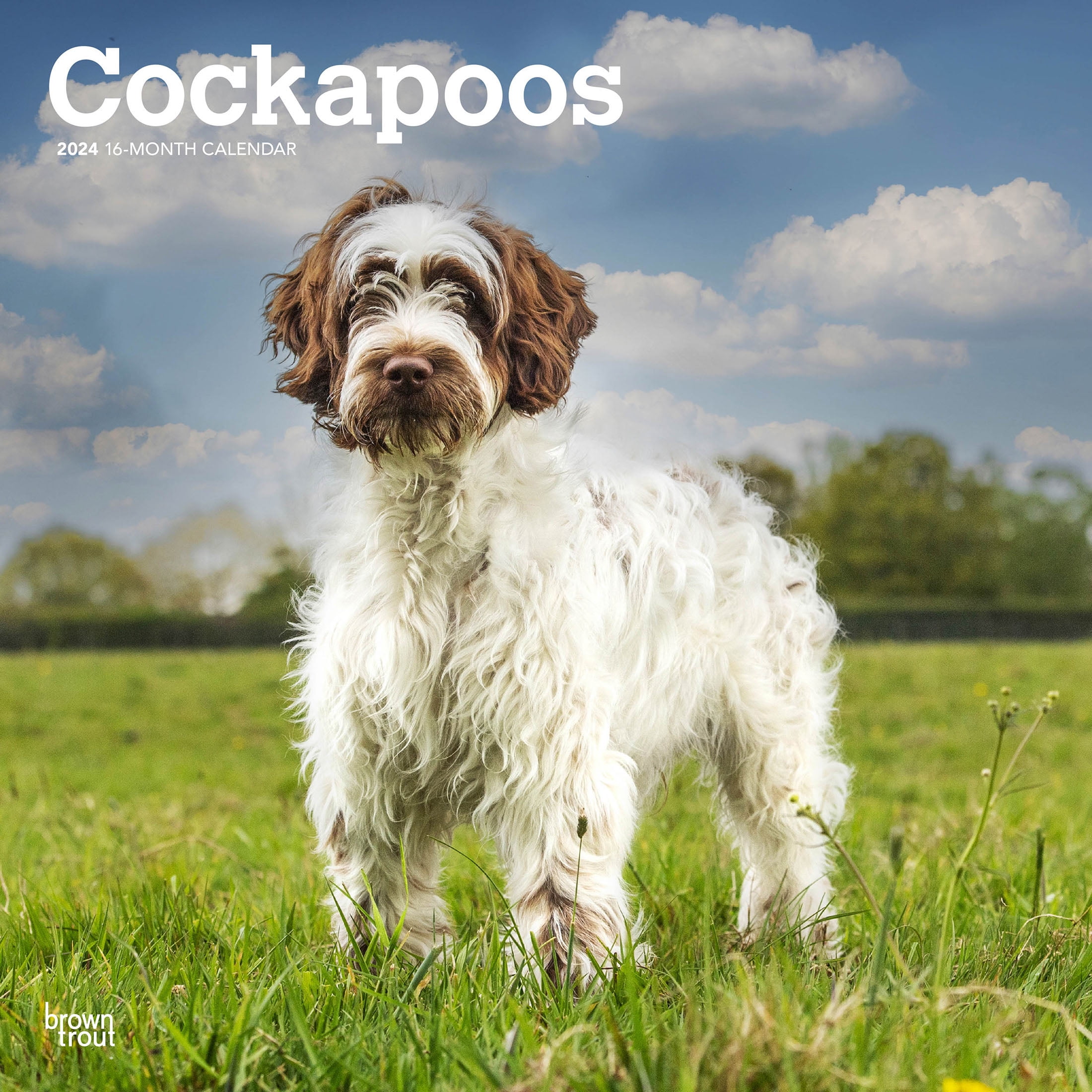 Cockapoos | 2024 12x24" (Hanging) Square Wall Calendar | BrownTrout ...