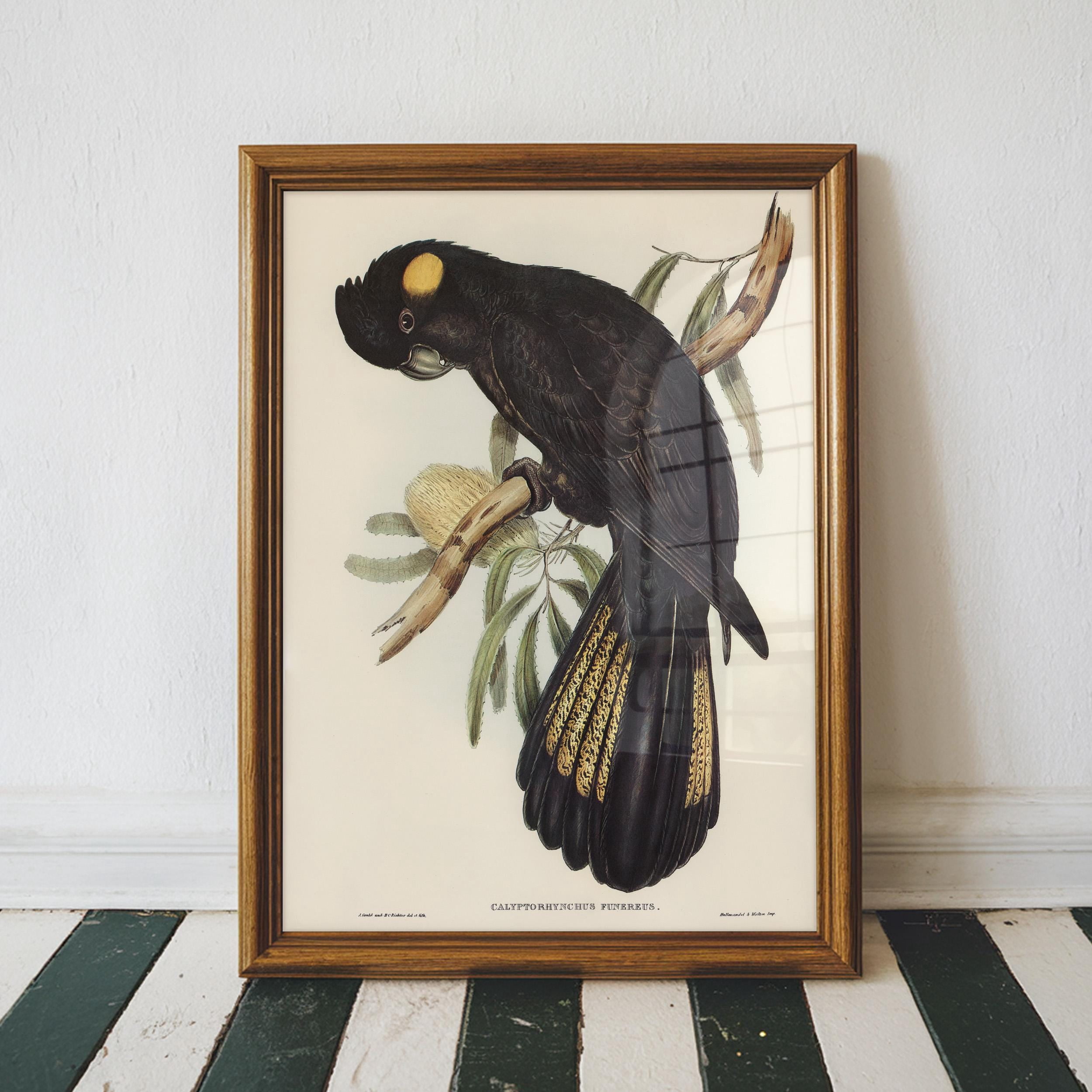 Cockatoo Vintage Print Bird Poster Animal Painting Vintage Poster Wall ...