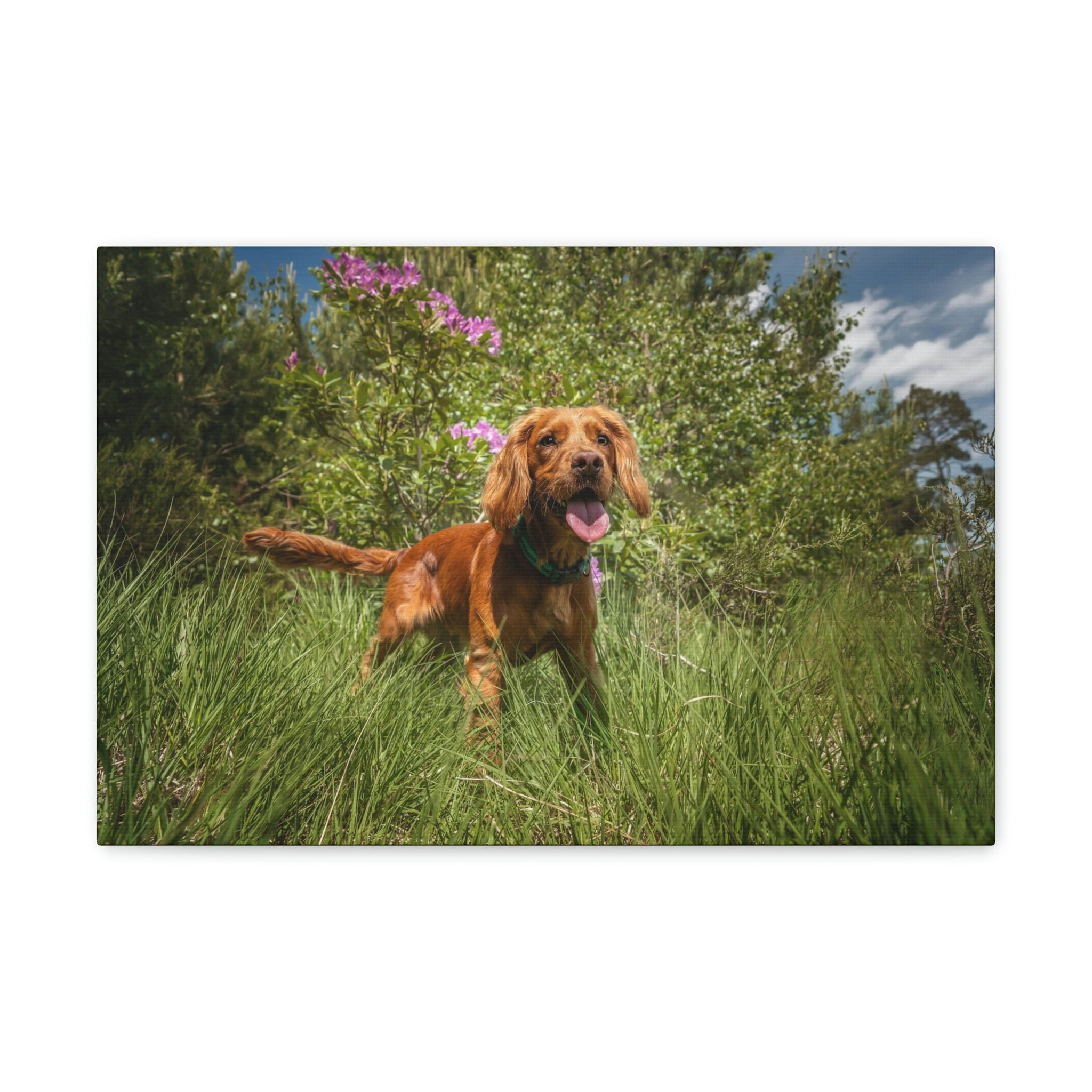 Cocker Spaniel Hunting Cocker Spaniel on Hunt Print Animal Wall Art ...
