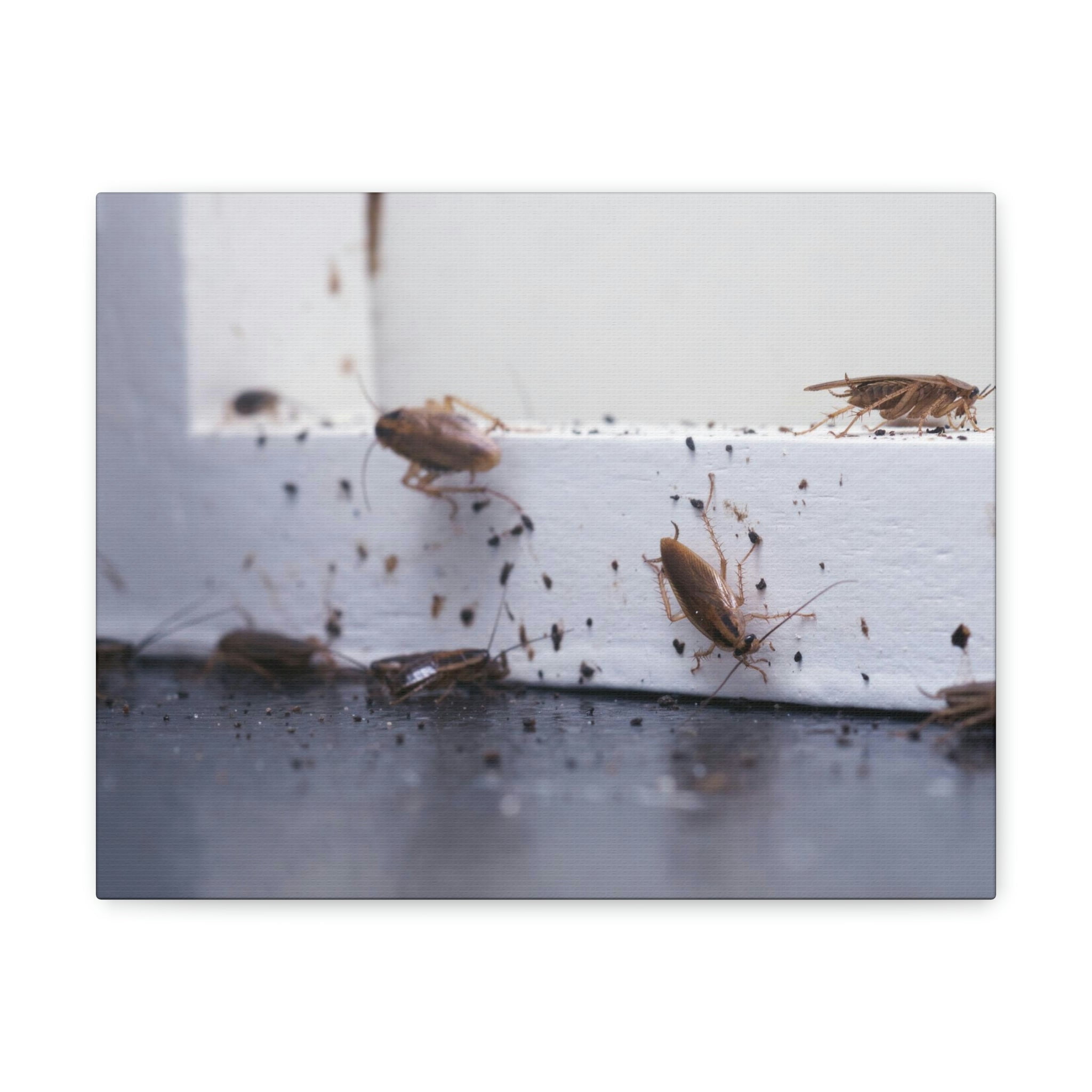 Cockroach Hunting Cockroach on Hunt Print Animal Wall Art Wildlife ...