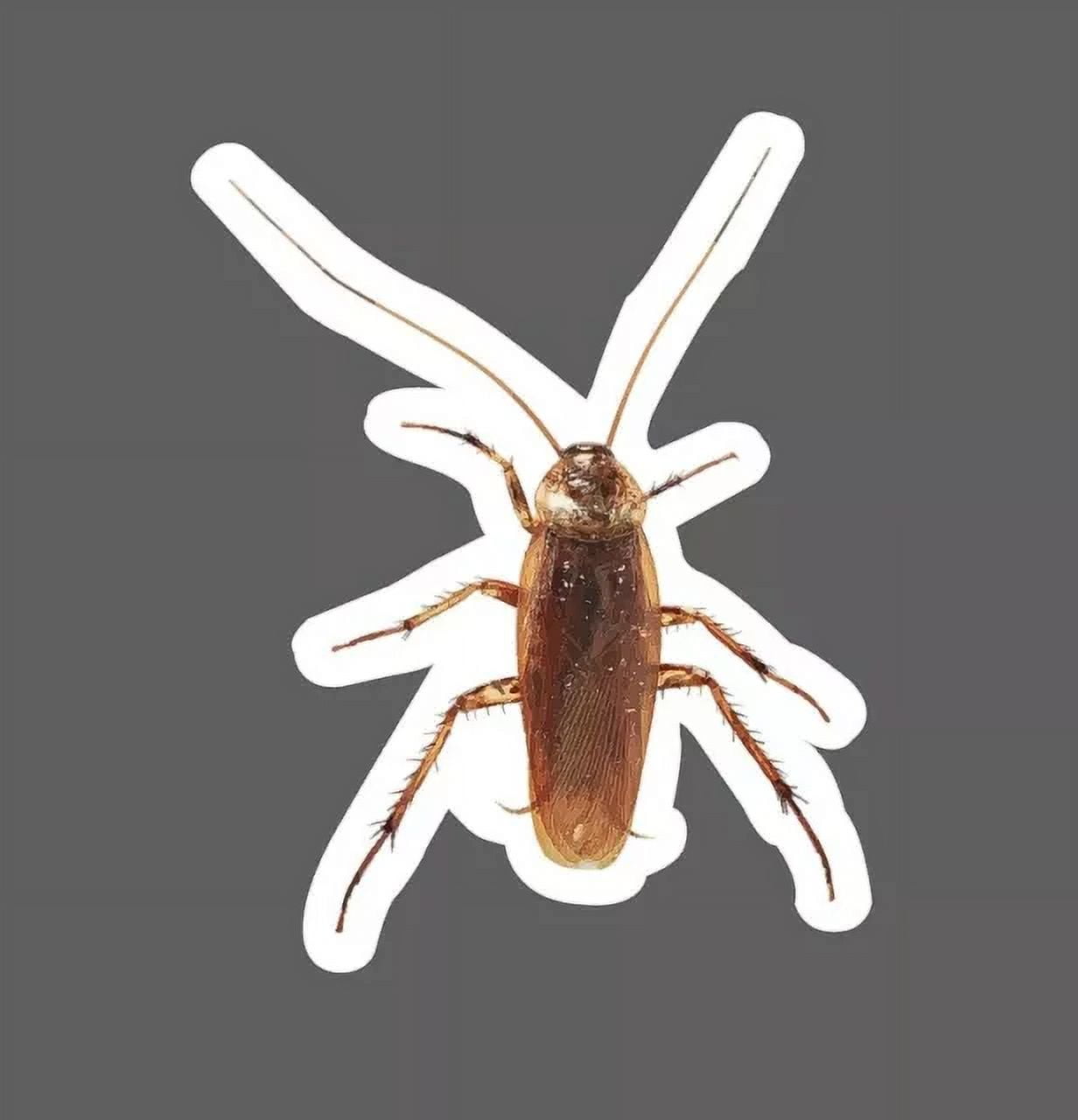 DOPASTICKER Cockroach Waterproof Realistic Decorative Laptop, Phone ...