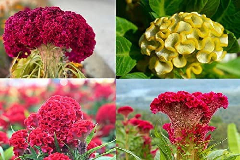 Cockscomb Seeds, Mixed Colors - Amazing Garden Flower - Made in USA ...