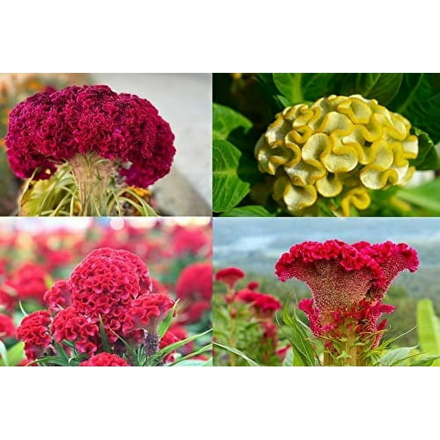 Cockscomb Seeds, Mixed Colors - Amazing Garden Flower - Made in USA ...