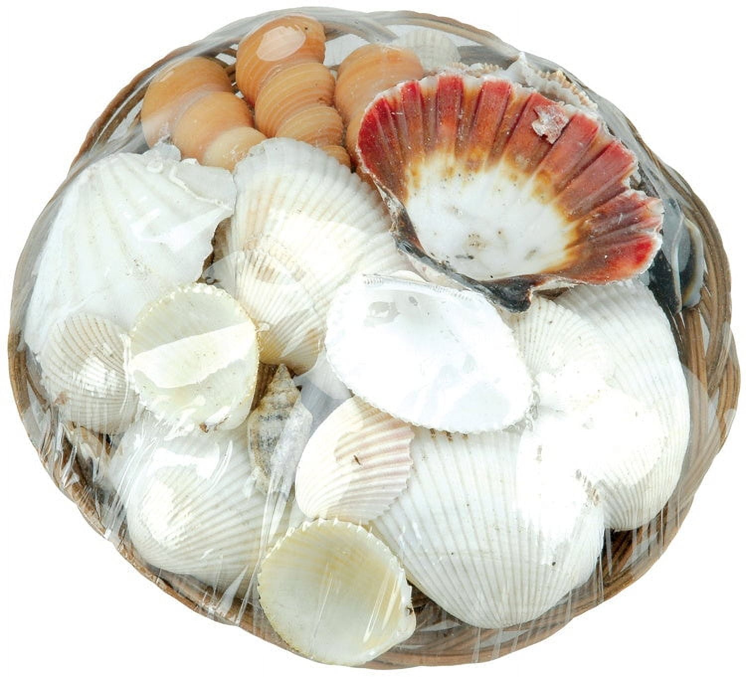 Coco Midrib Sea Shell Pack: Natural, 6 inches - Walmart.com