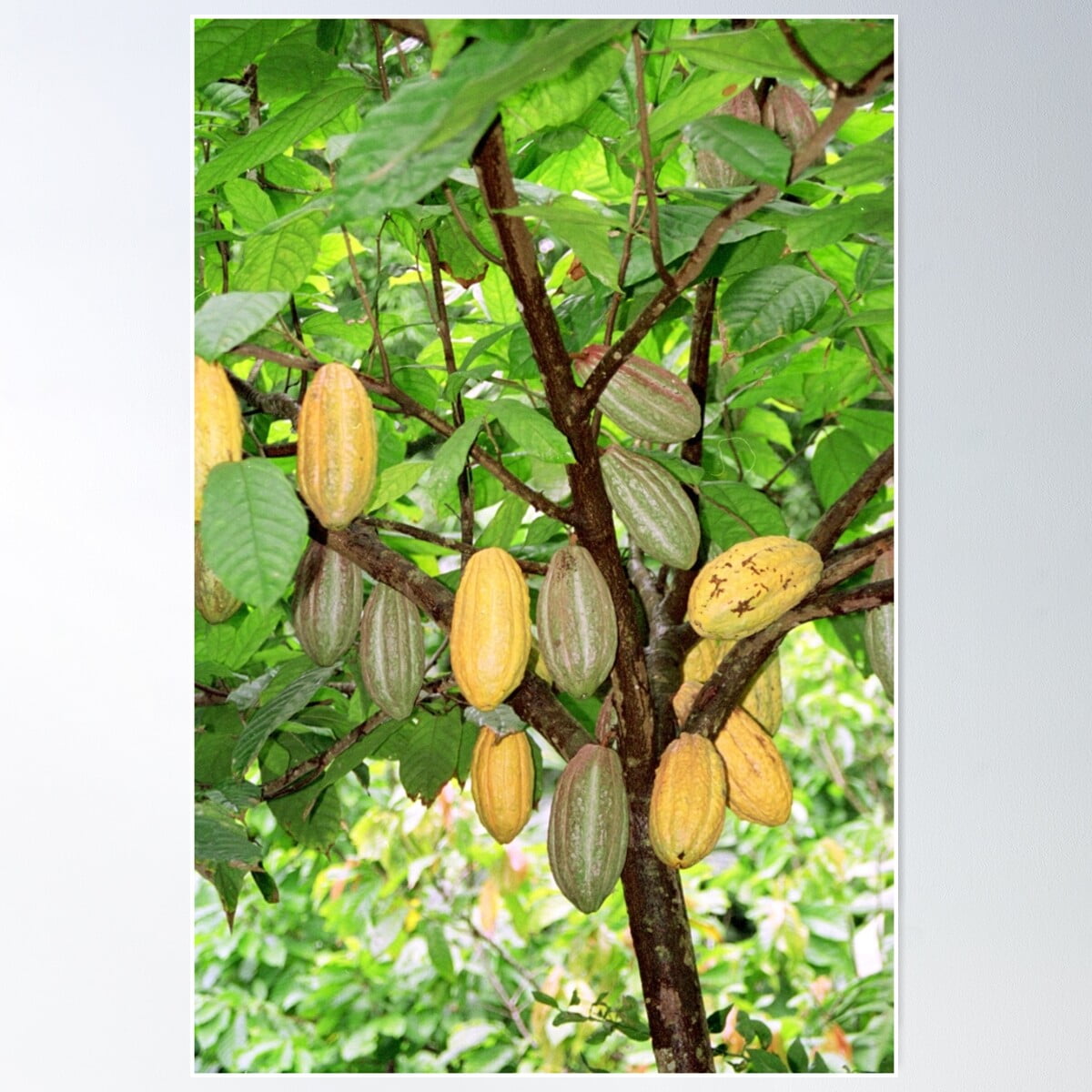 Cocoa Tree With Pods Poster Wall Art, Modern Wall Decor For Living Room ...