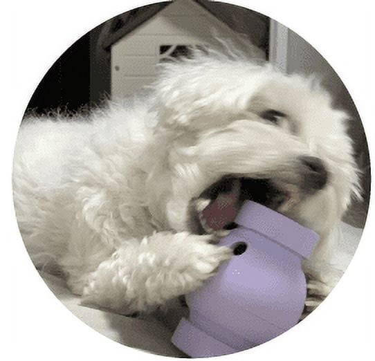 Coconi Ball Dog Nose Work, Dog Snuffle, Dog Training, Pet Activity ...