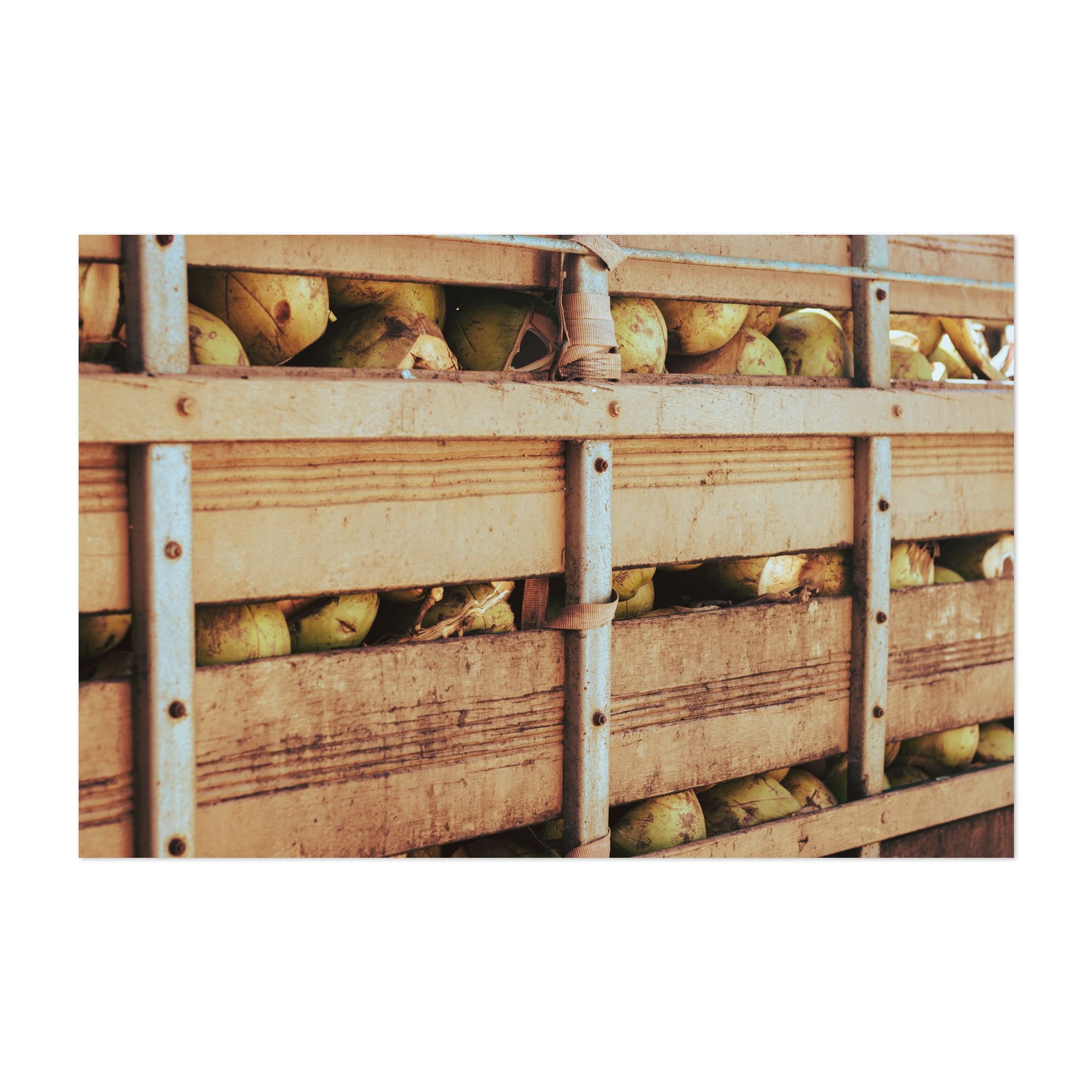 Coconut - Brazil Photography Tropical Fruit Industrial Vintage Farm ...