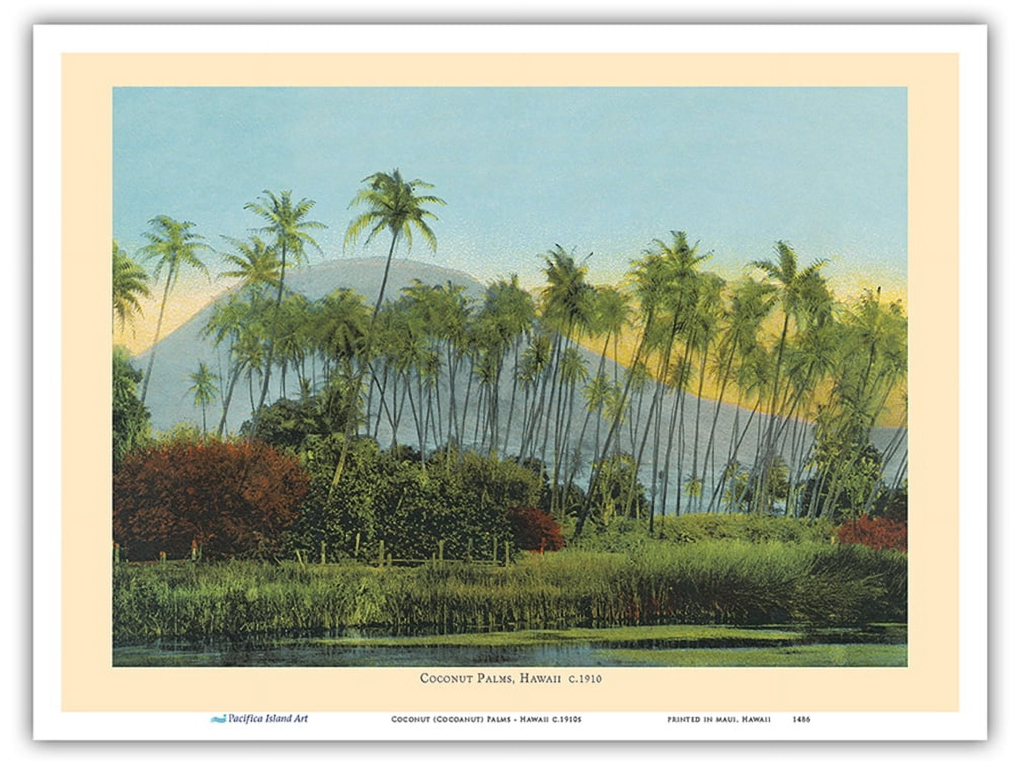 Coconut (Cocoanut) Palms - Hawaii - Vintage Hawaiian Color Postcard c ...