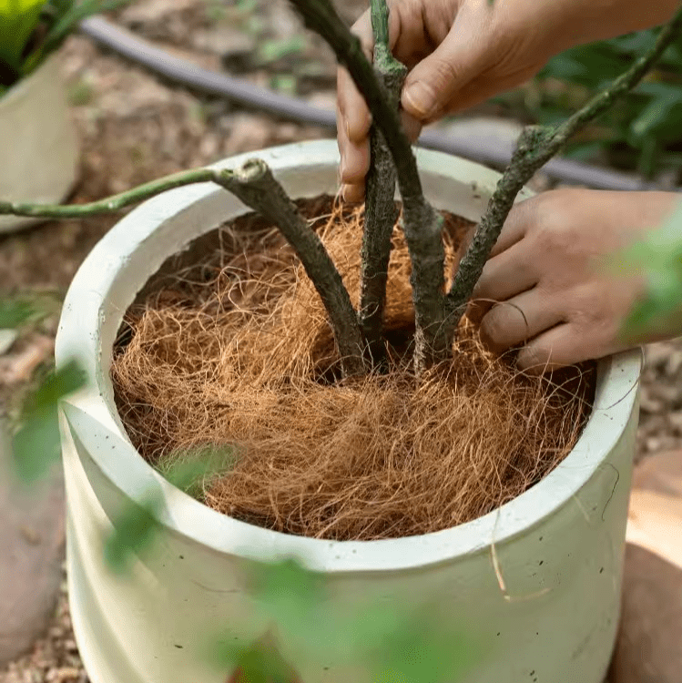Coconut Fiber Pot Soil Surface Decoration Padding Material Set of 3 ...