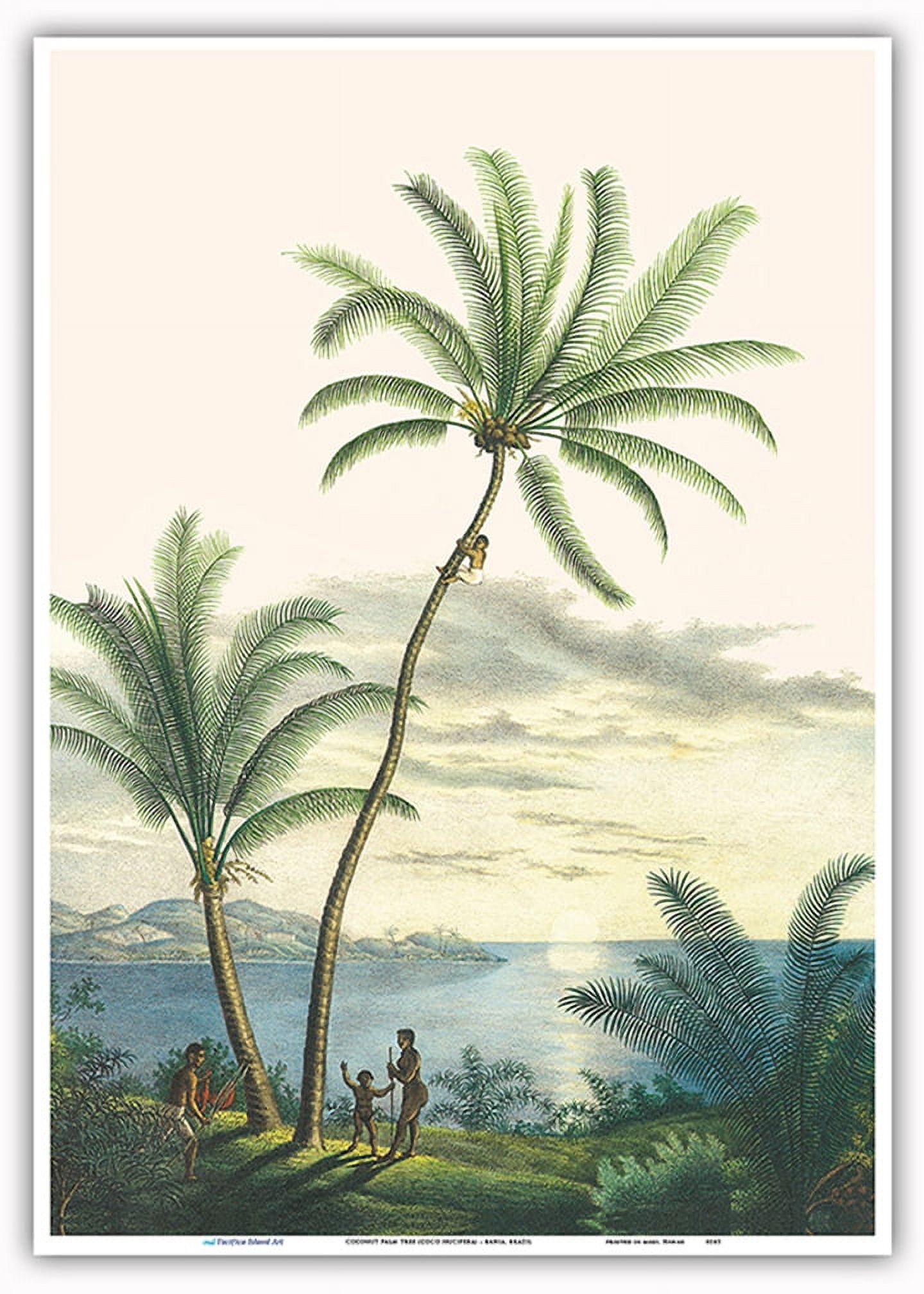 Coconut Palm Tree (Coco Nucifera) - Bahia Brazil - Vintage Botanical Illustration by Carl ...