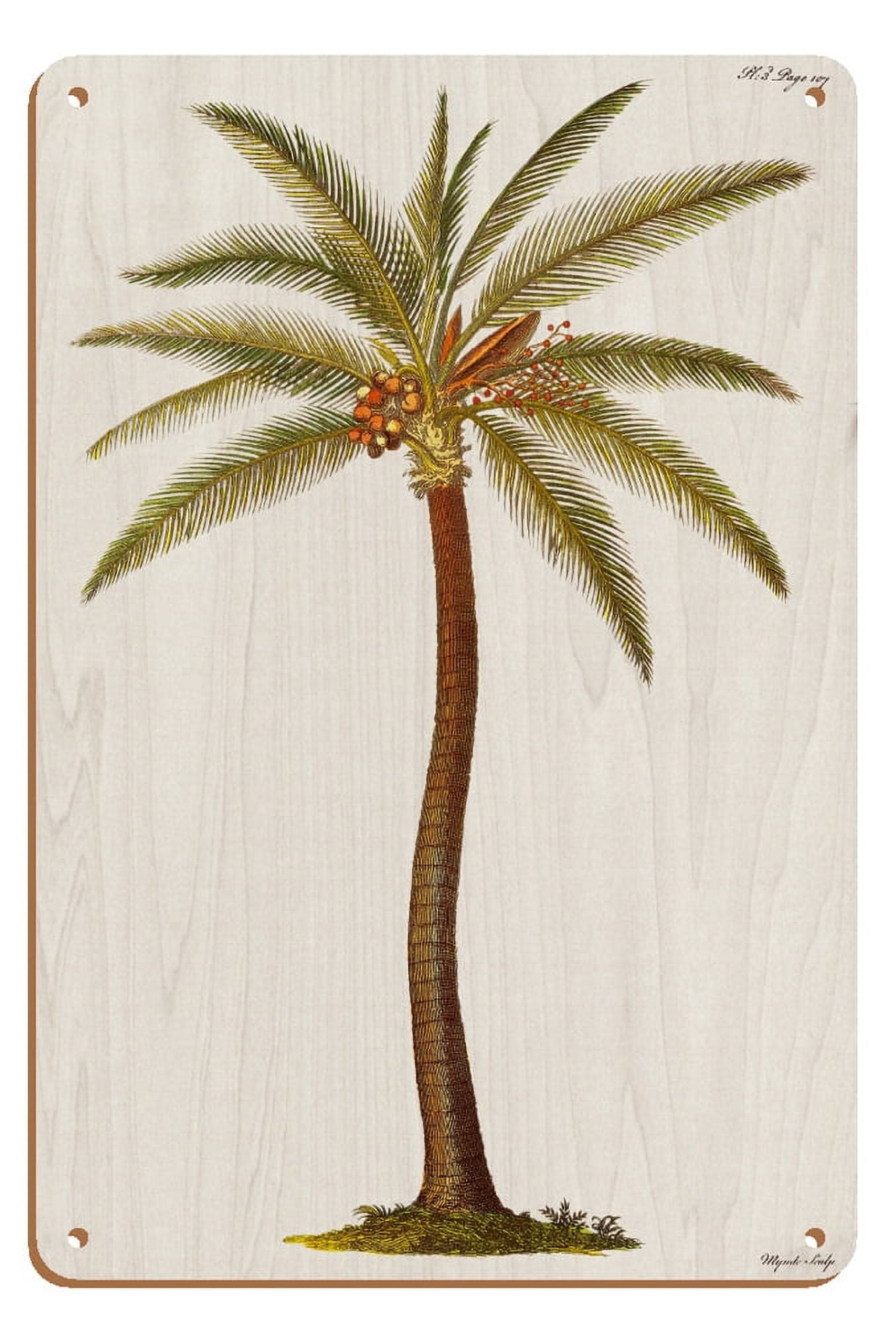 Coconut Palm Tree Cocos nucifera - Griffith Hughes 18th Century Natural ...