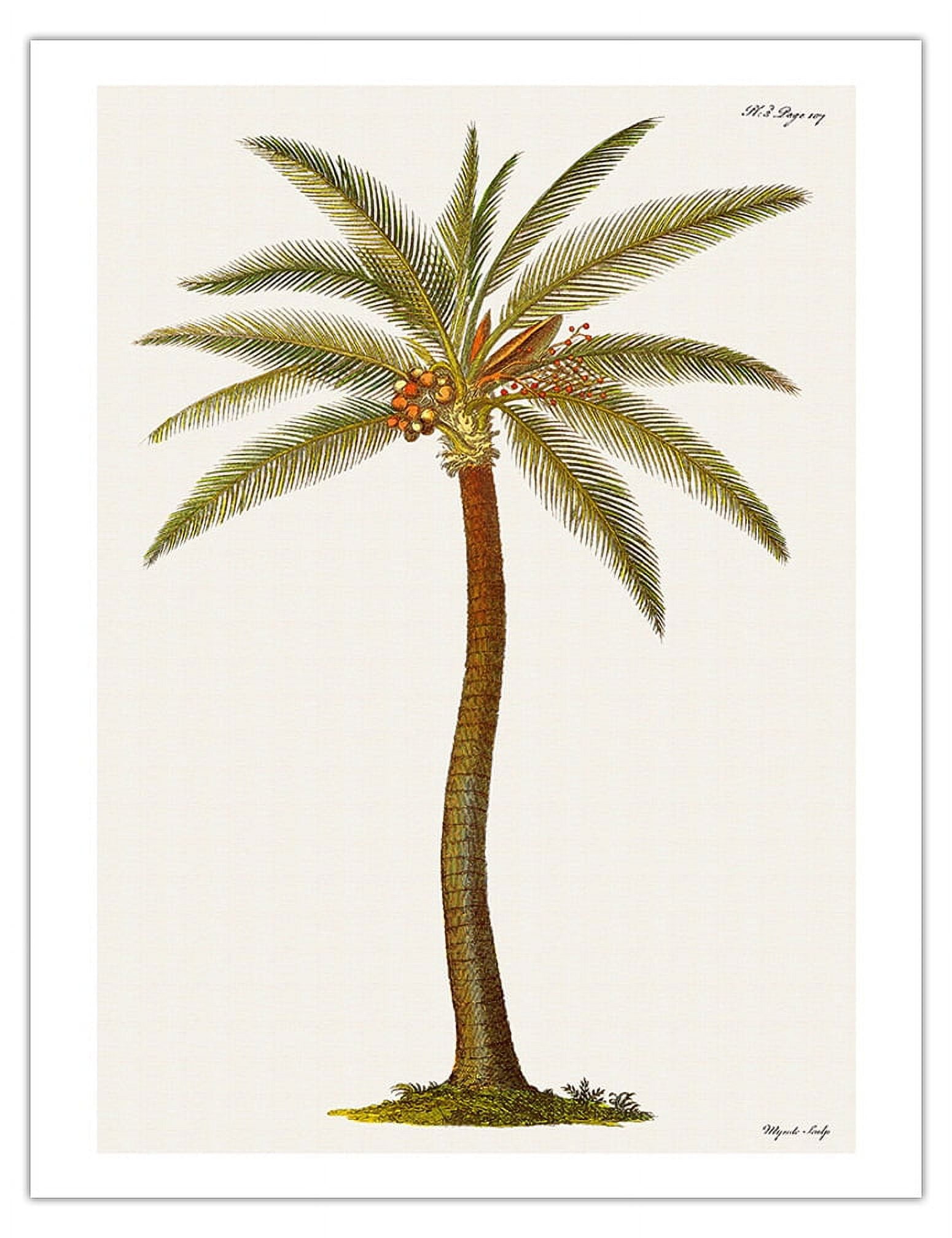 Coconut Palm Tree Cocos nucifera - Griffith Hughes 18th Century Natural ...