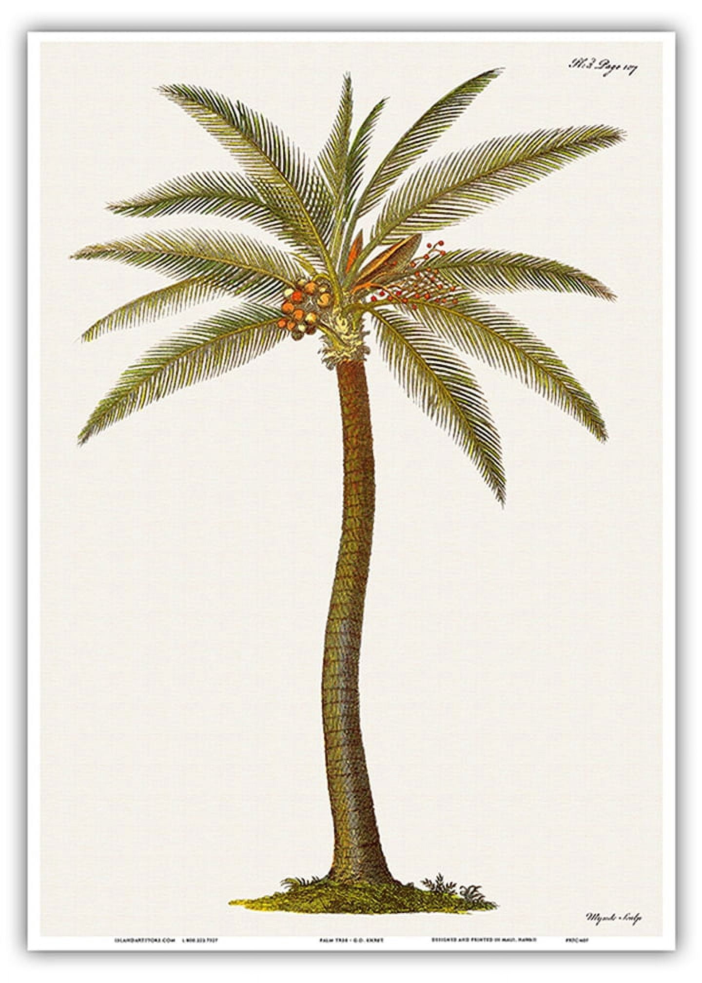 Coconut Palm Tree Cocos nucifera - Griffith Hughes 18th Century Natural ...