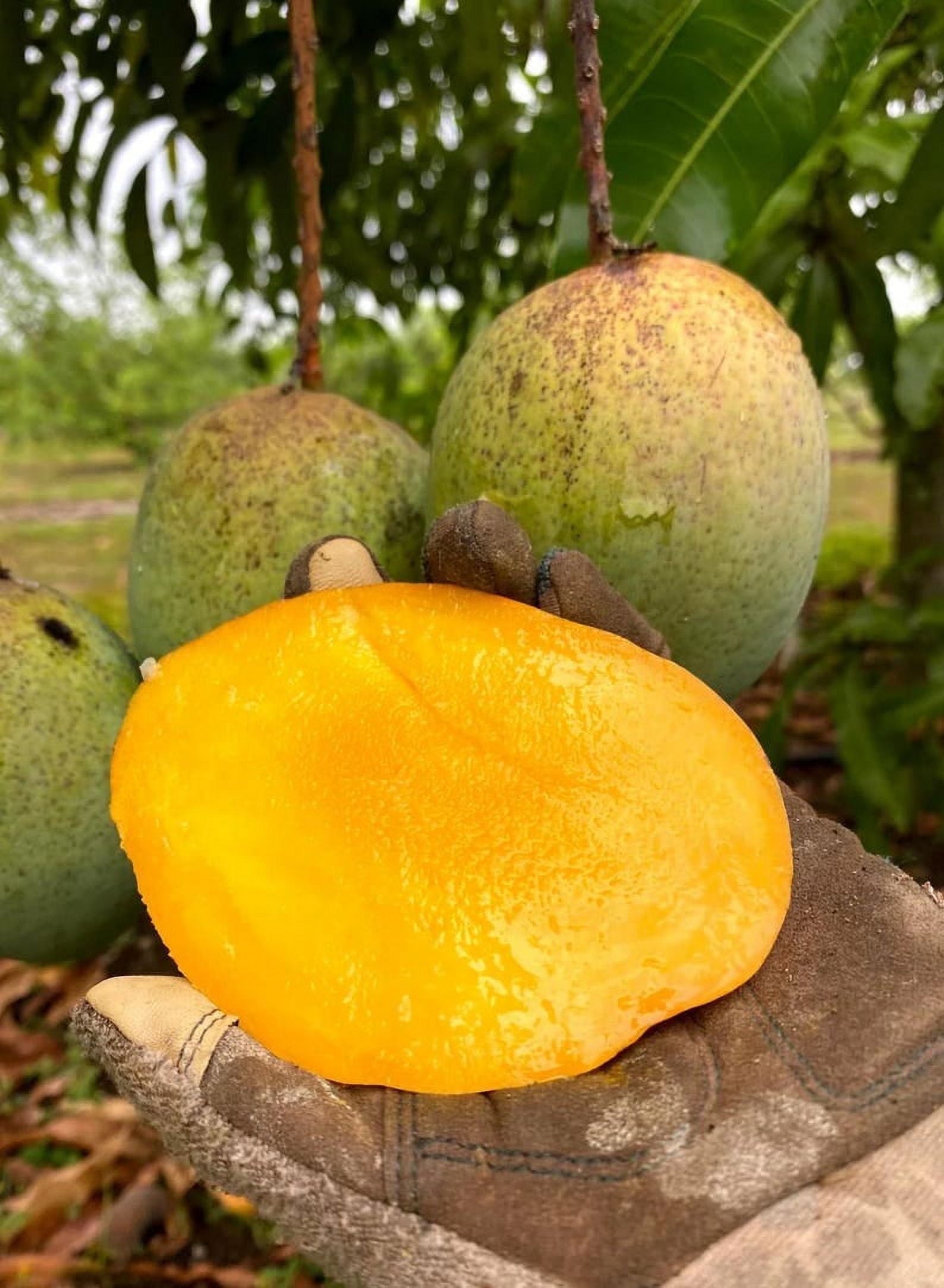 Coconut cream Mango TREE GRAFTED (1-3 Feet Tall). Ship to all states ...