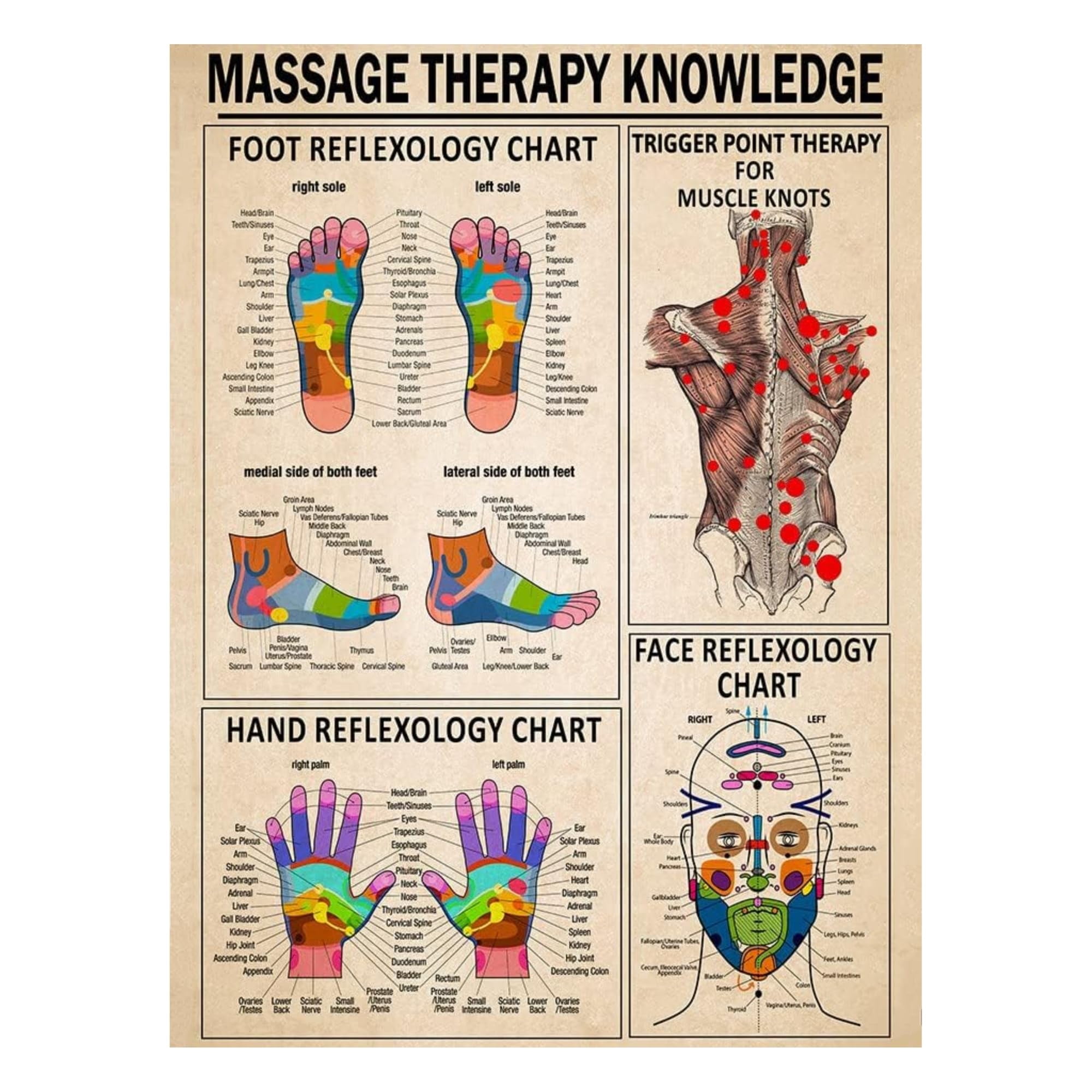 Cocosmile Reflexology & Massage Therapy Poster - Infographic ...