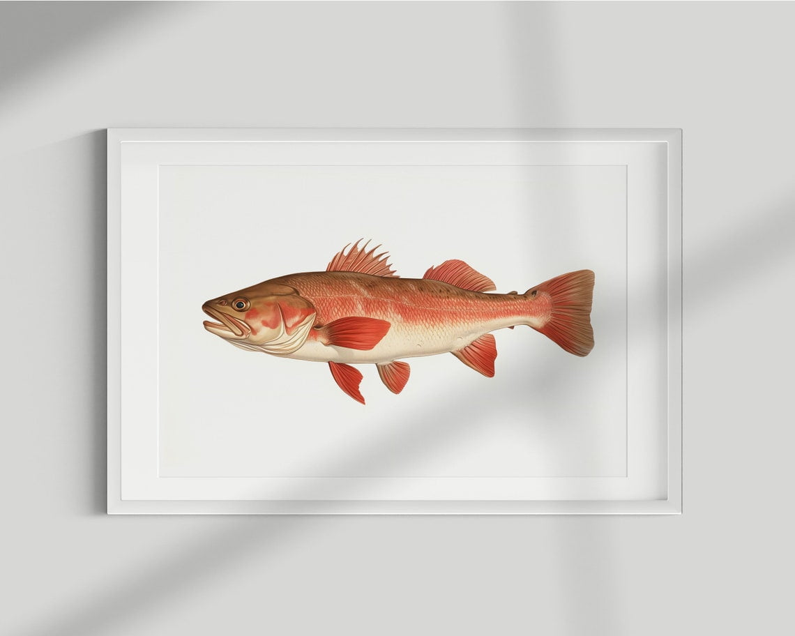 Cod Print, Fish Print, Cod, Wall Print, Fish Poster, Fish Lithograph ...