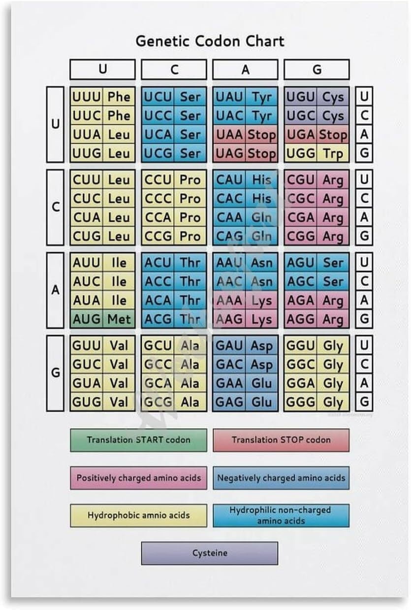 Code For Amino Acids Chart Poster Biology Wall Art for Living Room ...