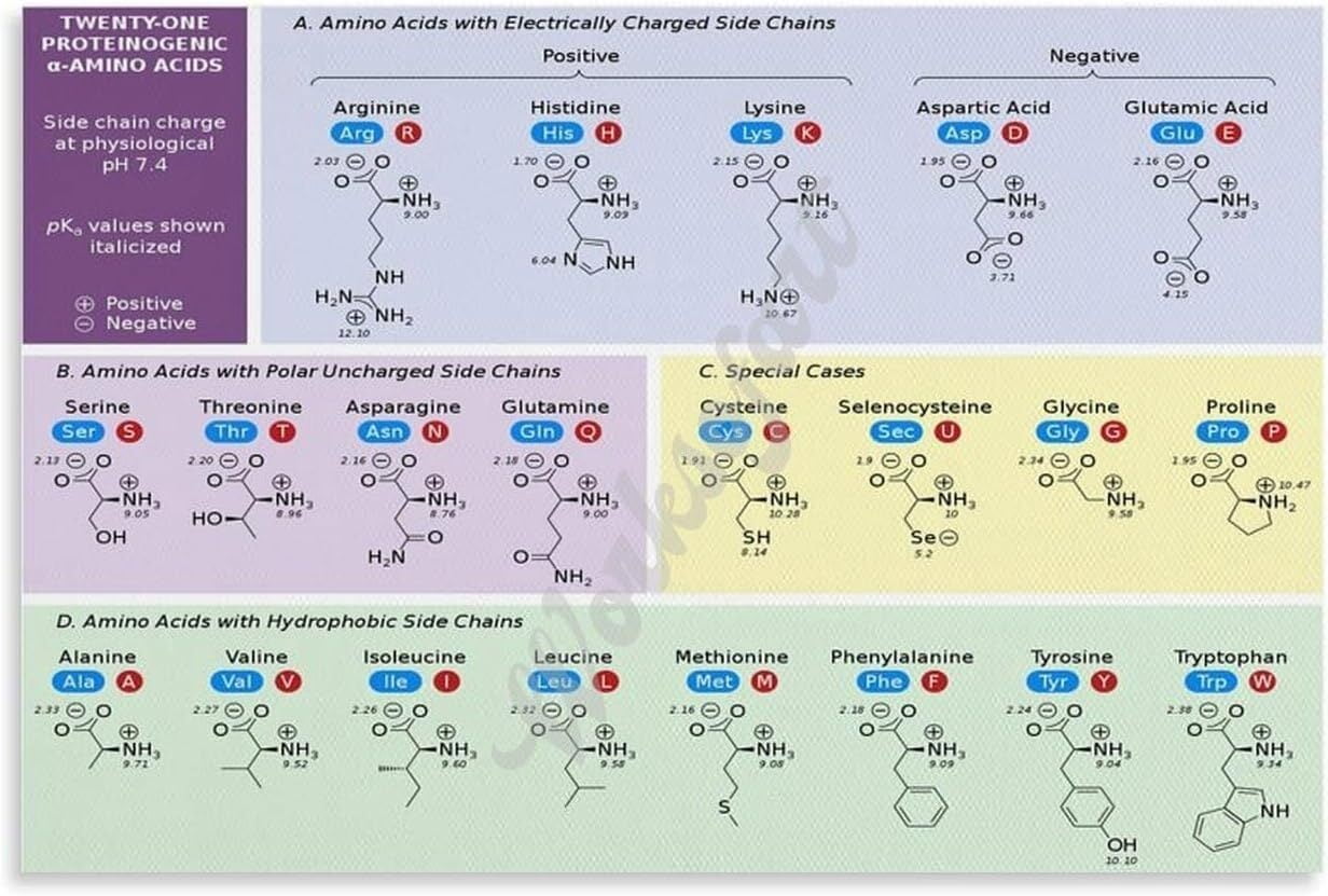 Code For Amino Acids Chart Poster Biology Wall Art for Living Room ...