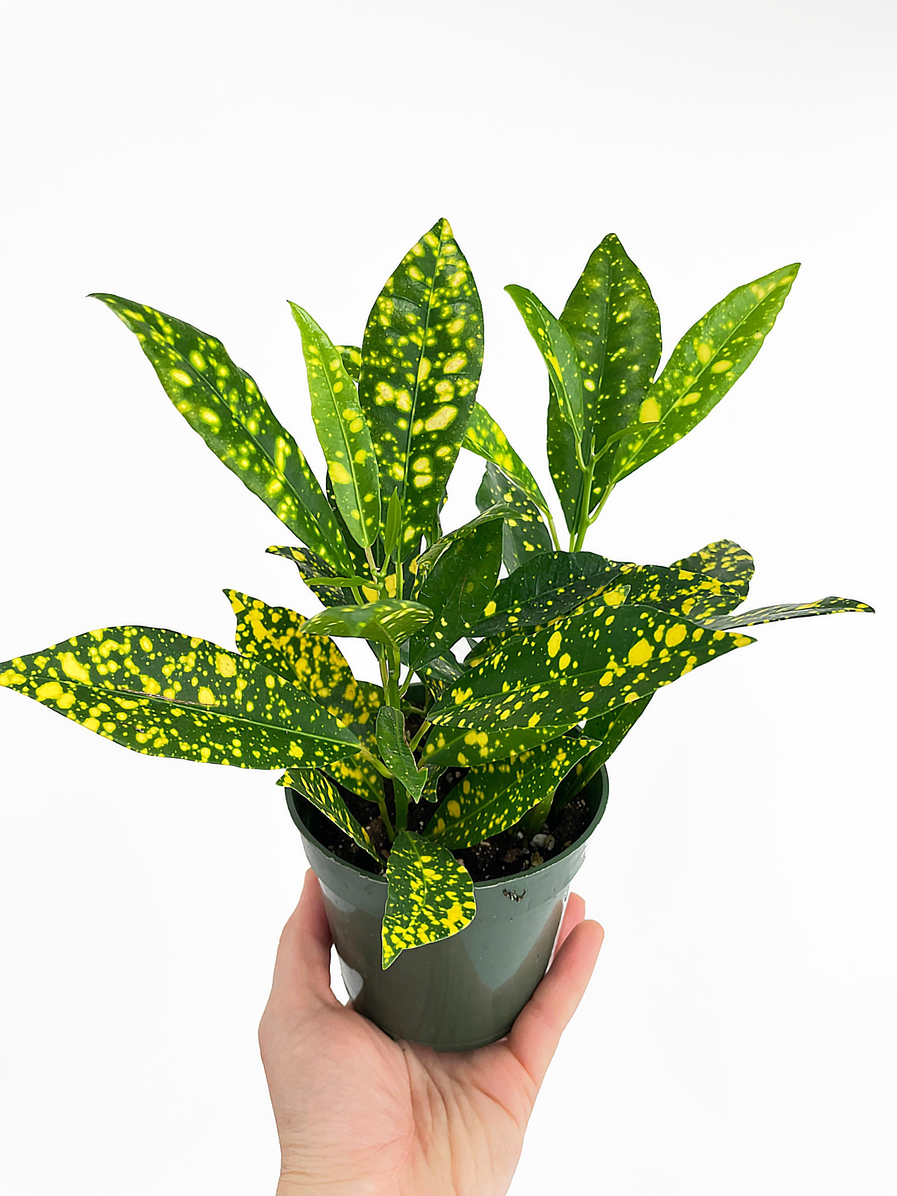 Codiaeum 'Gold Star Dust' Croton - Live Air-Purifying Indoor Plant in ...