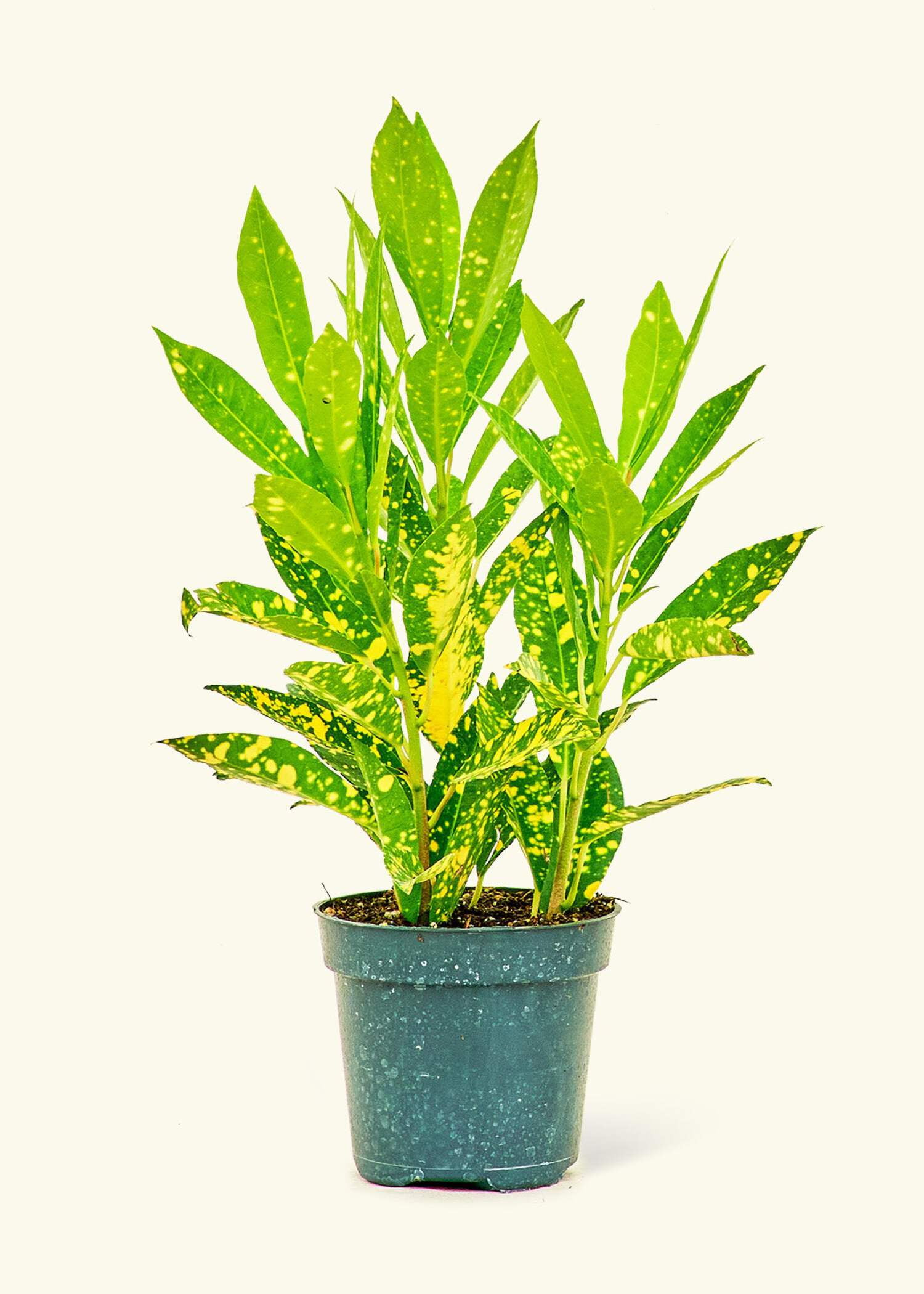 Codiaeum Variegatum Live Green Plant in 4" Pot - Walmart.com