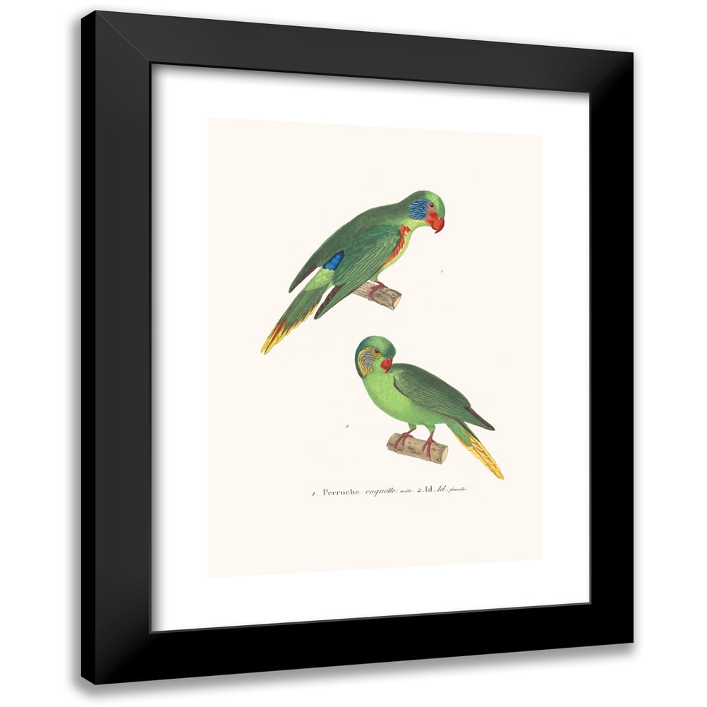 Coenraad Jacob Temminck 11x14 Black Modern Framed Museum Art Print ...