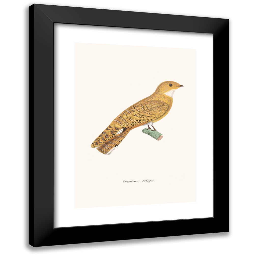 Coenraad Jacob Temminck 11x14 Black Modern Framed Museum Art Print ...