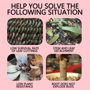 Schultz Cactus Plus 2-7-7 liquid Plant Food, 4-Ounce (2-Pack) - Walmart.com