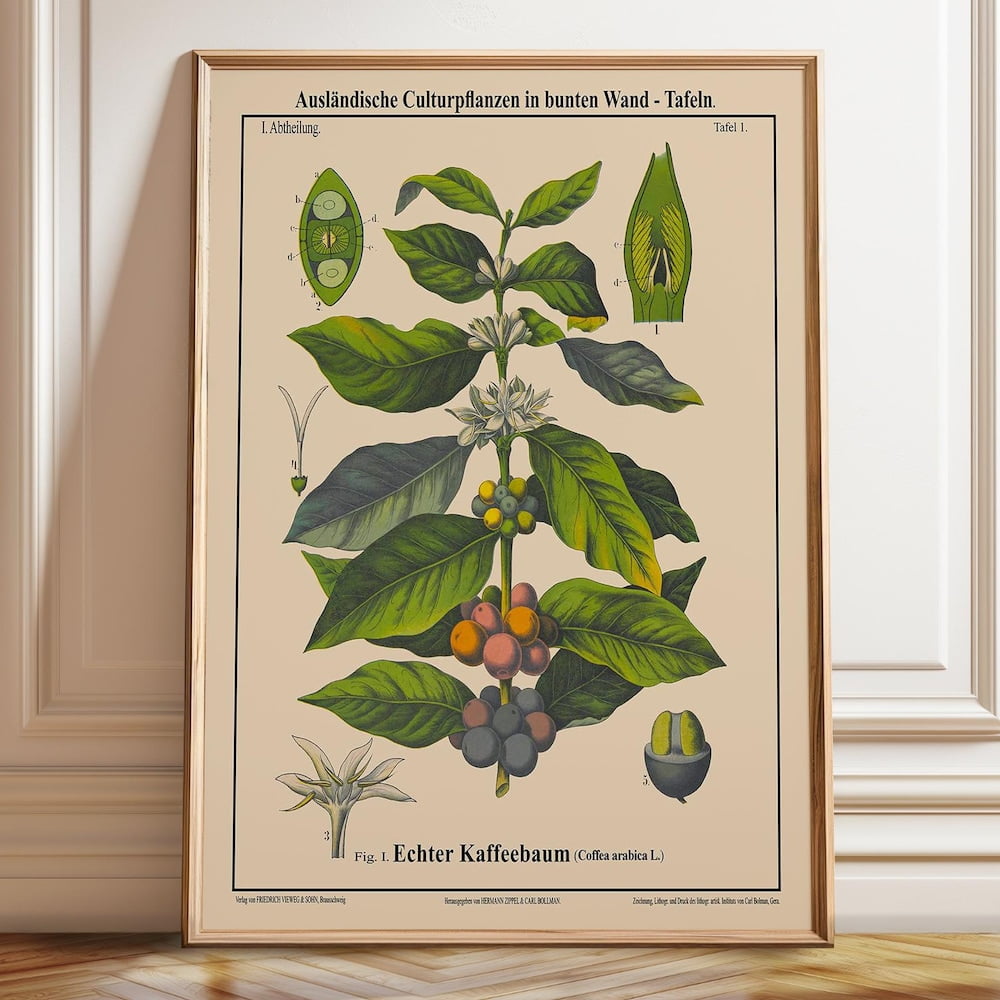 Coffea Arabica Botanical Print: Vintage Coffee Poster, Cafe Wall Art ...