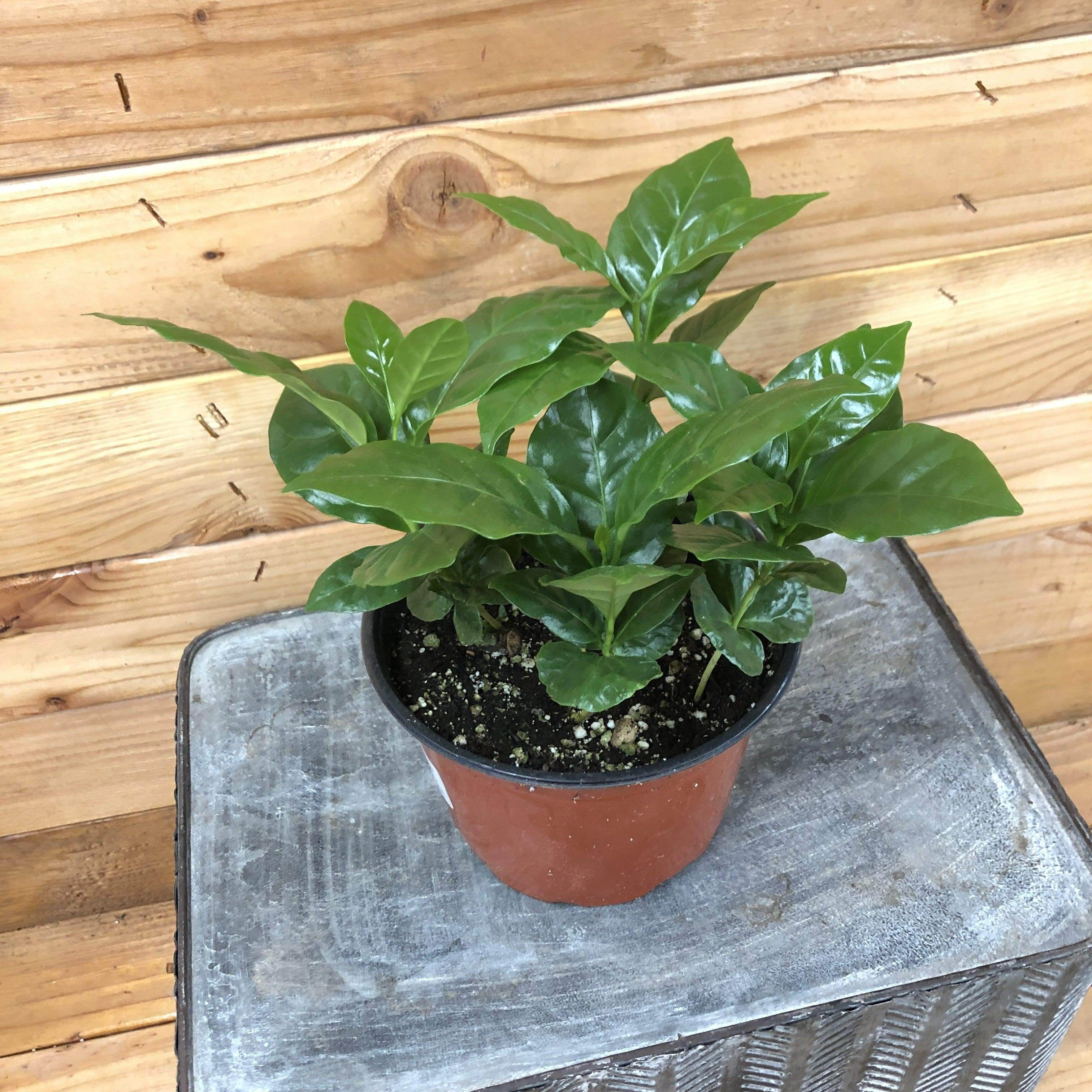 Coffea Arabica Coffee Plant, 6" Plant, The Plant Farm - Walmart.com