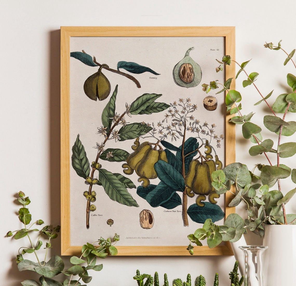 Coffee Botanical Poster, Coffee Botanical Art Poster, Coffee Bean ...