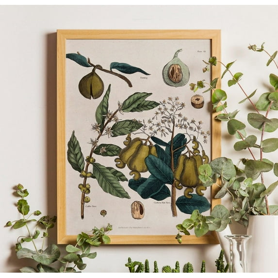 Coffee Botanical Poster, Coffee Botanical Art Poster, Coffee Bean ...