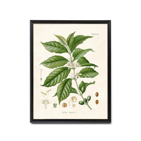 Coffee Plant Study Botanical Print, Unframed Paper Poster 11x14in ...