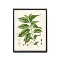 Coffee Plant Study Botanical Print, Unframed Paper Poster 8x10in ...