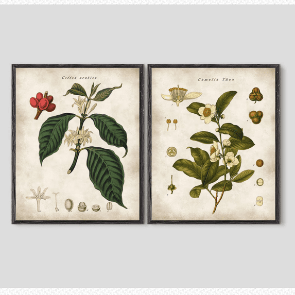 Coffee Tea Plant Botanical Vintage Kitchen Poster Set , Poster Only ...