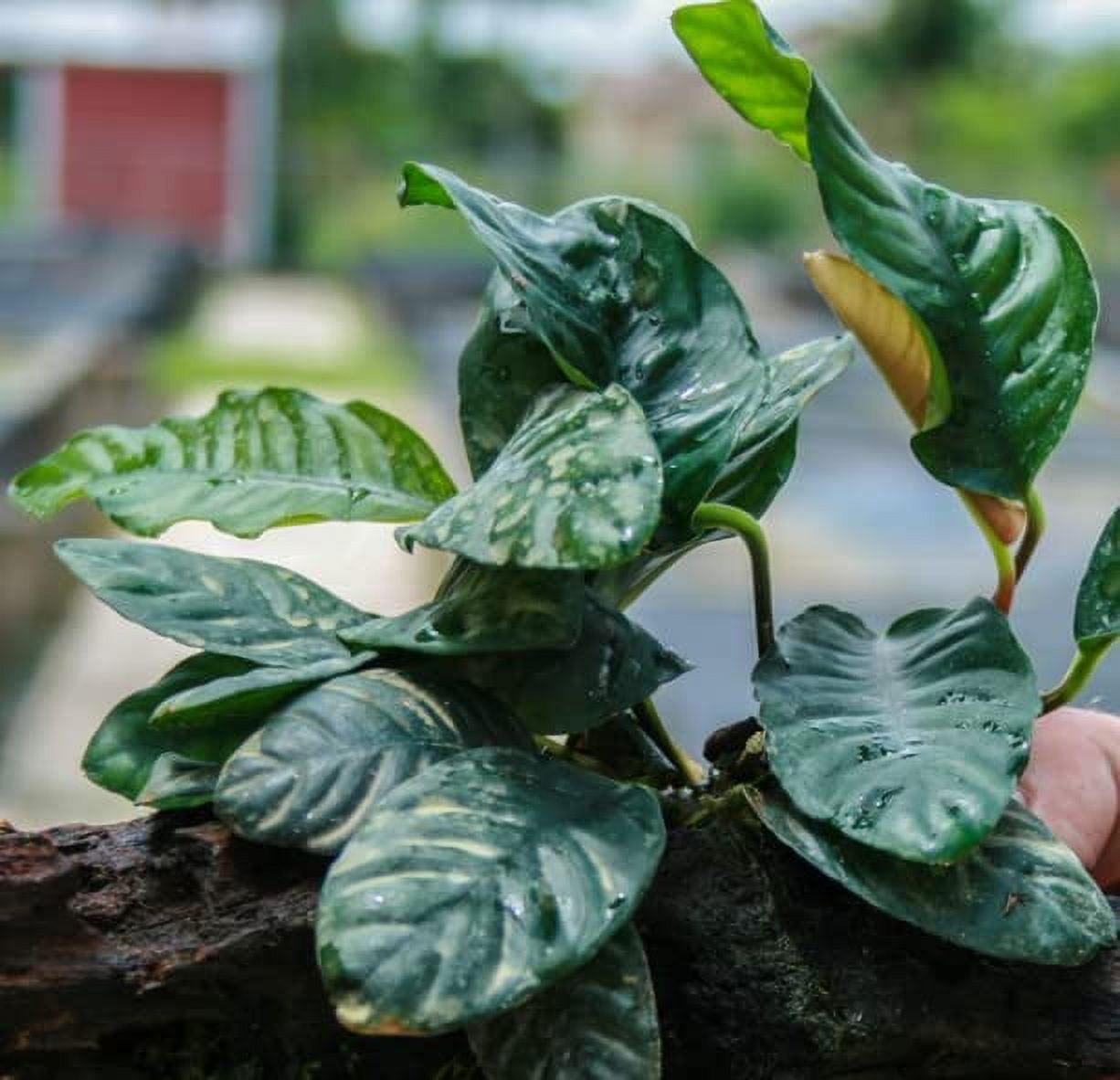 Coffeefolia (Anubias barteri VAR 'coffeefolia')Potted Live Aquatic ...