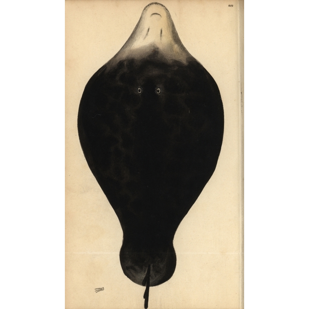 Coffin Ray, Hypnos Monopterygius Poster Print By ® Florilegius Mary ...