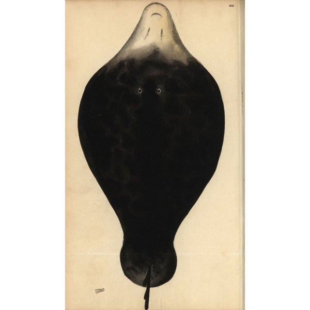 Coffin Ray, Hypnos Monopterygius Poster Print By ® Florilegius Mary ...
