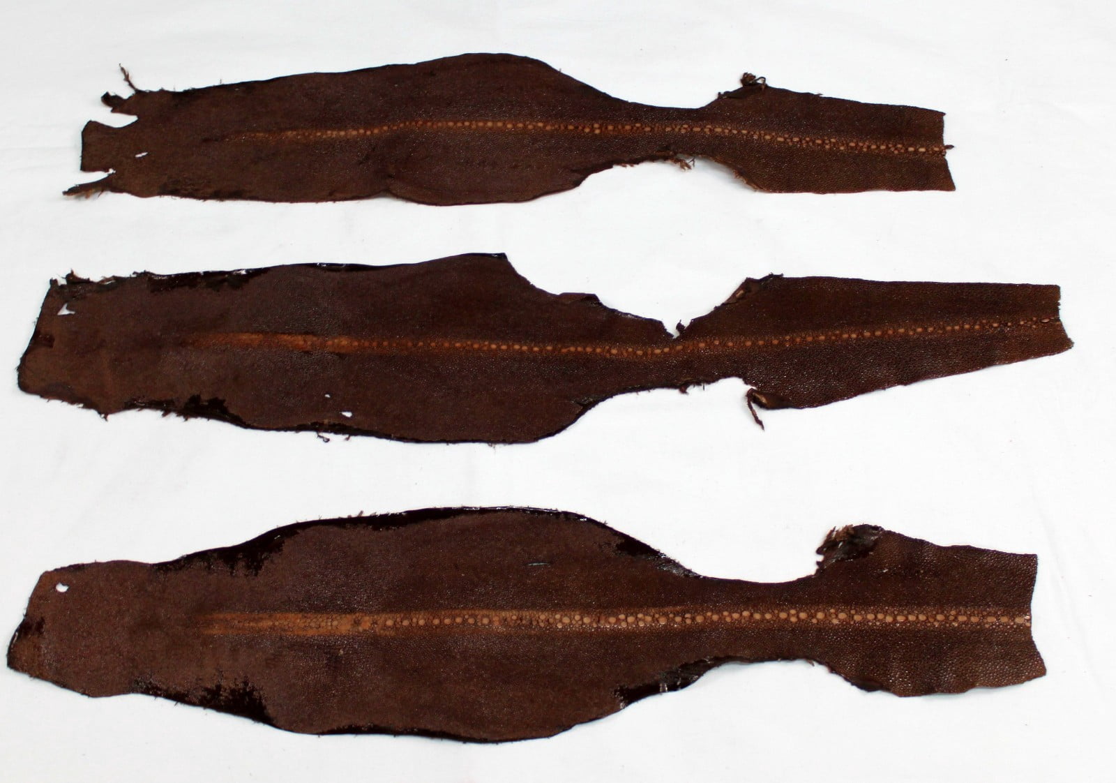Cognac full spine stingray skins Set of 3 - Walmart.com