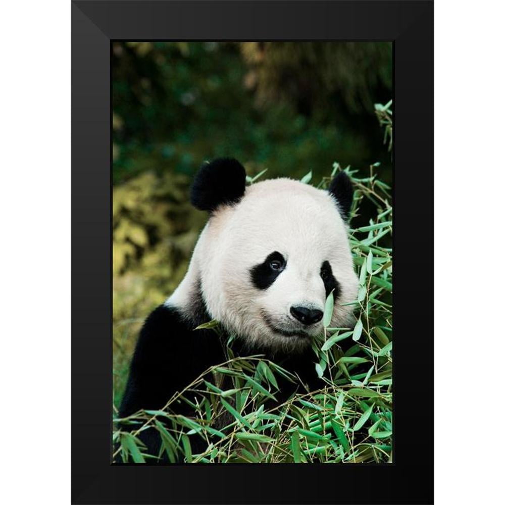 Cohen, Jessie 13x18 Black Modern Framed Museum Art Print Titled - Giant ...