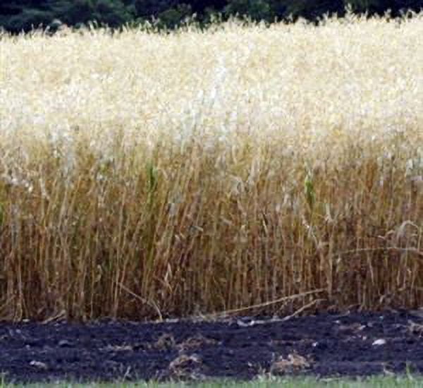 Coker 227 Oats Seed - 10 Lbs. - Walmart.com