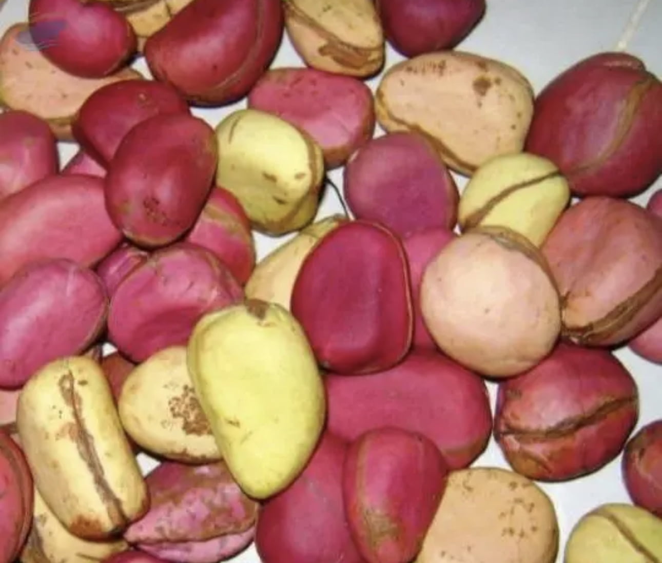 Colanut Africa colanut Obi Kola, Obi Abata, Cola Nitida, Kolanut 2 lobe ...