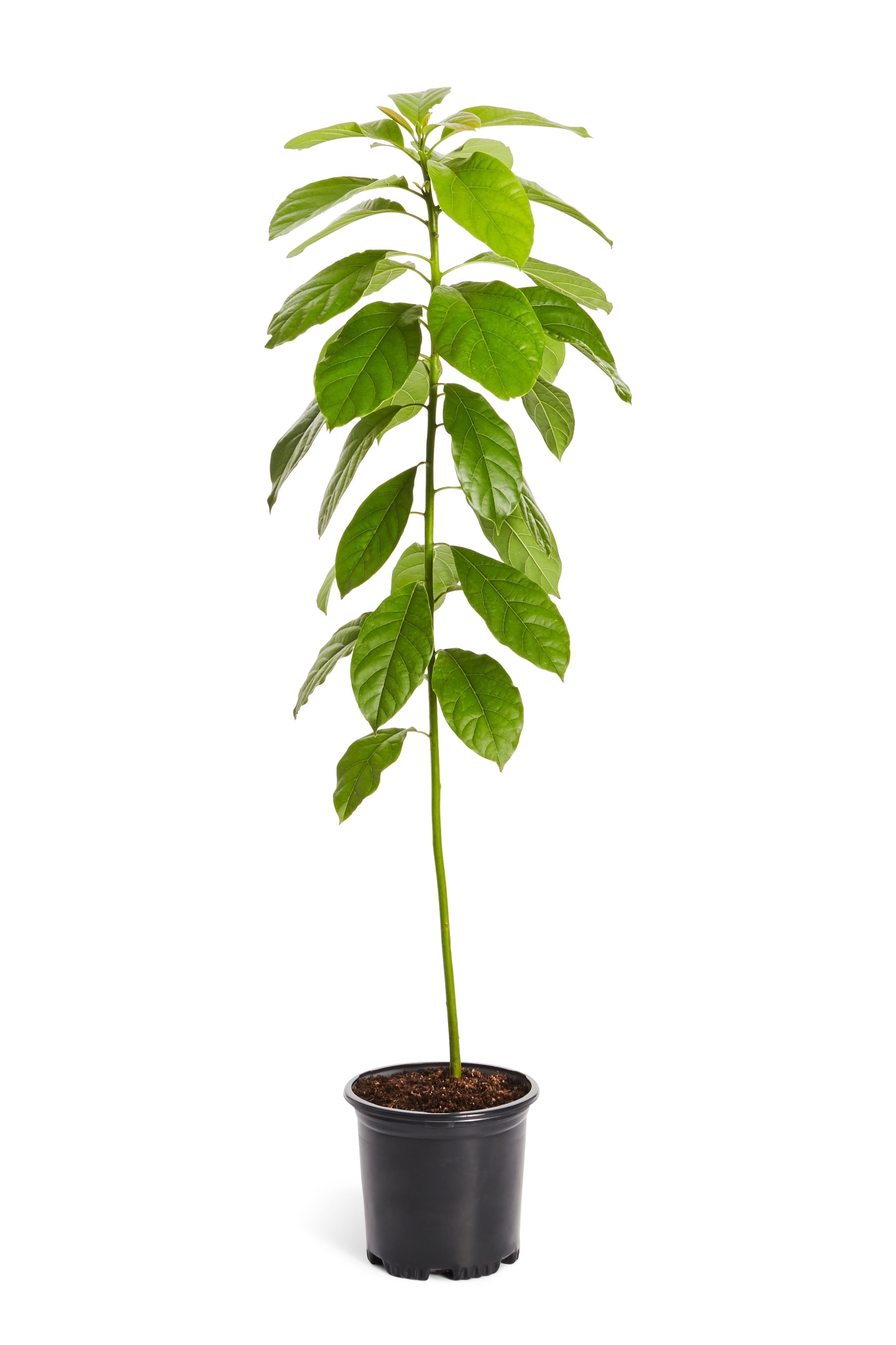 Cold Hardy Avocado Tree - Walmart.com