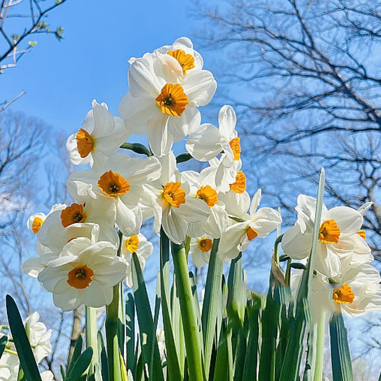 Cold - Hardy Daffodil Bulbs: Perennial Blooms, Intense Scent, Low ...