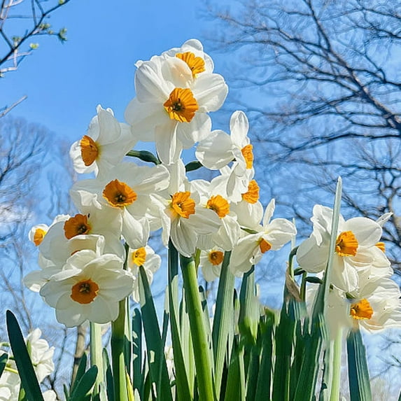 Cold - Hardy Daffodil Bulbs: Perennial Blooms, Intense Scent, Low ...